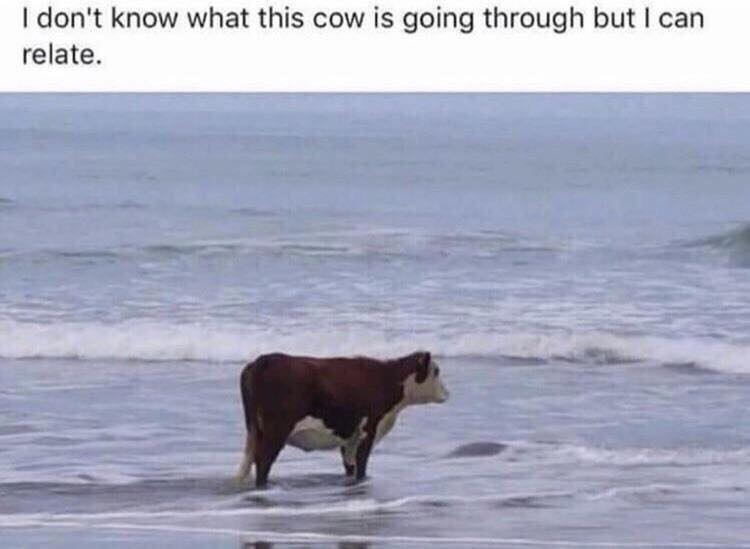 Kaput Dump (#4) – Memes aus dem Zwischenspeicher | Kaput Mag